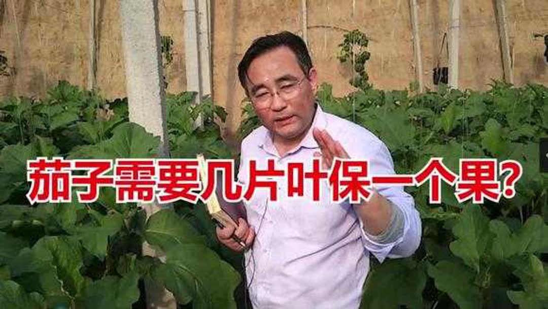 #茄子栽培管理技术 #大棚蔬菜栽培管理技术分享 #陆广良讲农业