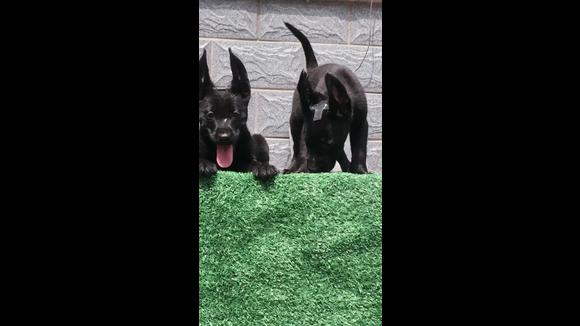 墨界黑狼犬有喜欢的朋友给个红心点个关注。