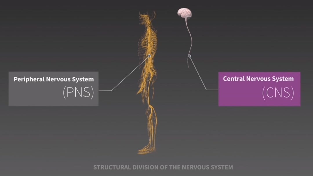 3D医学动画:神经系统的机理
