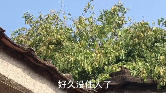 农村老房子长了颗野生杨桃,小猫跟婆婆去摘了一大袋,来晒杨桃干