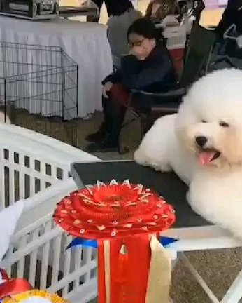 ...中国养宠数量越来越多,据有关数据统计,中国现有宠物数量(主要指猫...