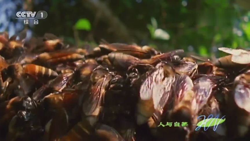 大蜜蜂告诉了我们它们是如何互相传递地点信息的