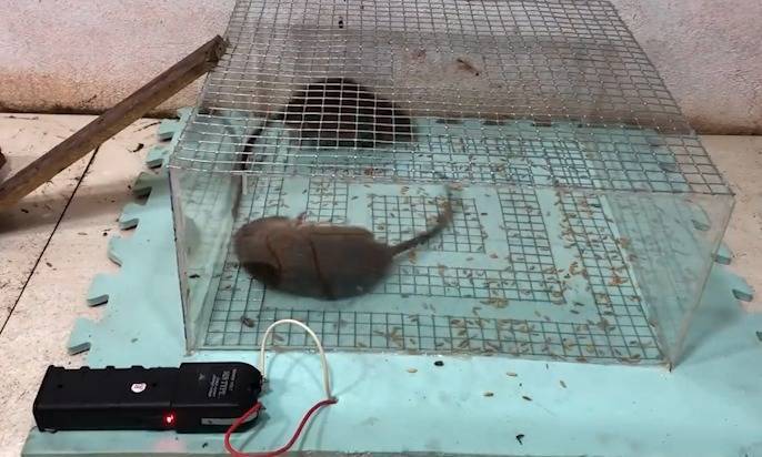 小伙发明电动捕鼠器,来一只电一只,来两只电一双