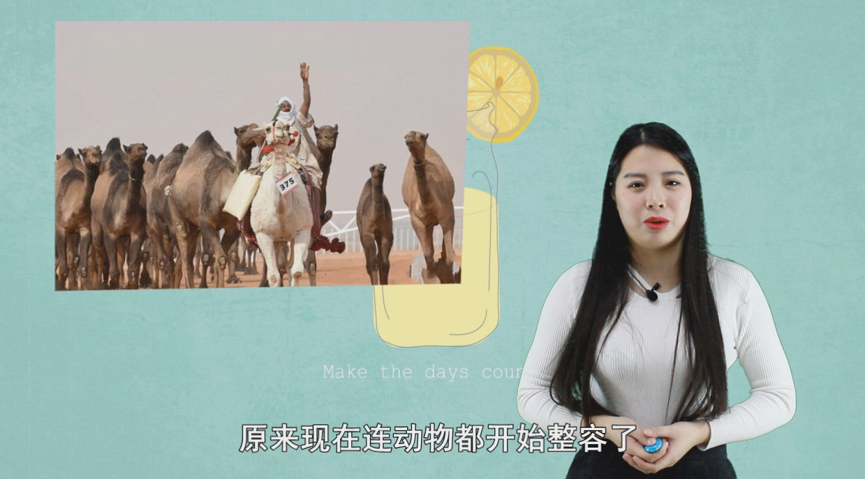 骆驼也整容!沙特阿拉伯举行骆驼选美大赛 为高额奖金有骆驼整容