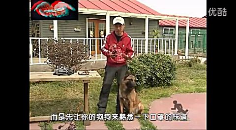 怎样训练狗狗定点上厕所训犬教学训狗教程