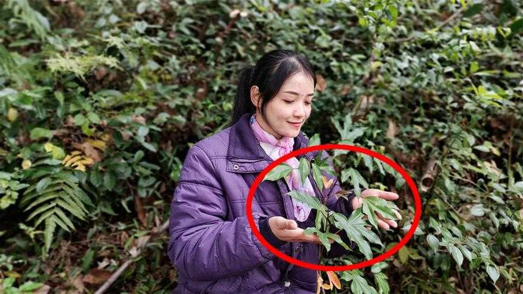 一棵树上不同形状的,霸气植物,没想到它作用这么多