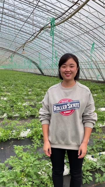 好久没更新了~番茄无土栽培施肥四步法教给你