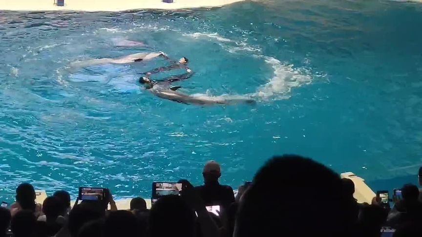 #海洋世界 精彩无比的 海豚表演 !