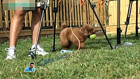 博美狗狗剪毛俊介教程 最新卡斯罗犬打架视频 银狐犬的训练