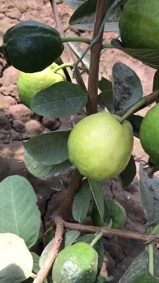 四季循环生长四季都可结果的丰实四季梨