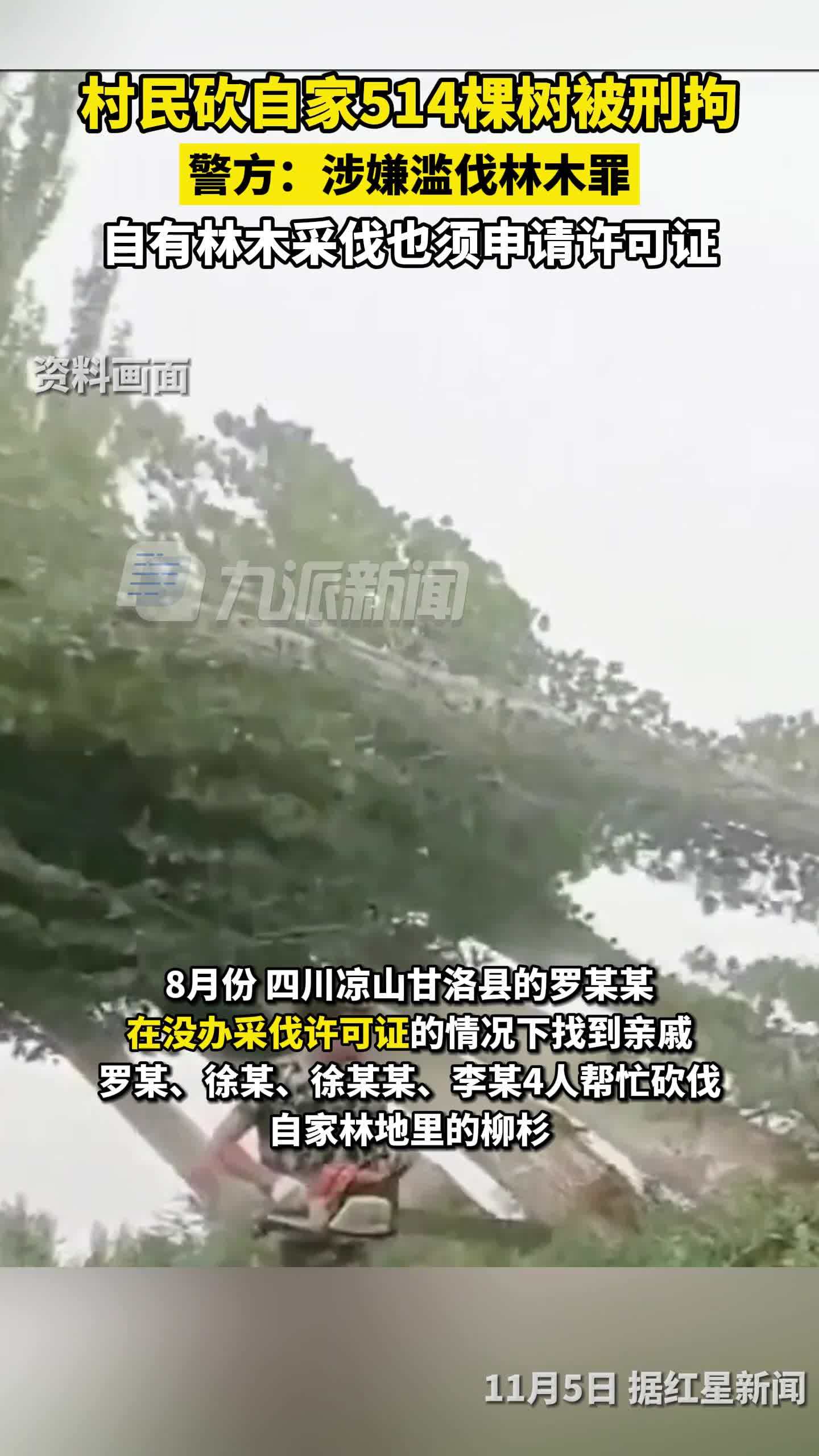 ...四川凉山,村民砍自家514棵树被刑拘 ,警方: 未办许可证,涉嫌滥伐林木罪