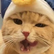 月亮是甜嘚嘚