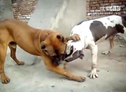 王黎明发狗打架视频--佐罗斗卡斯罗_01