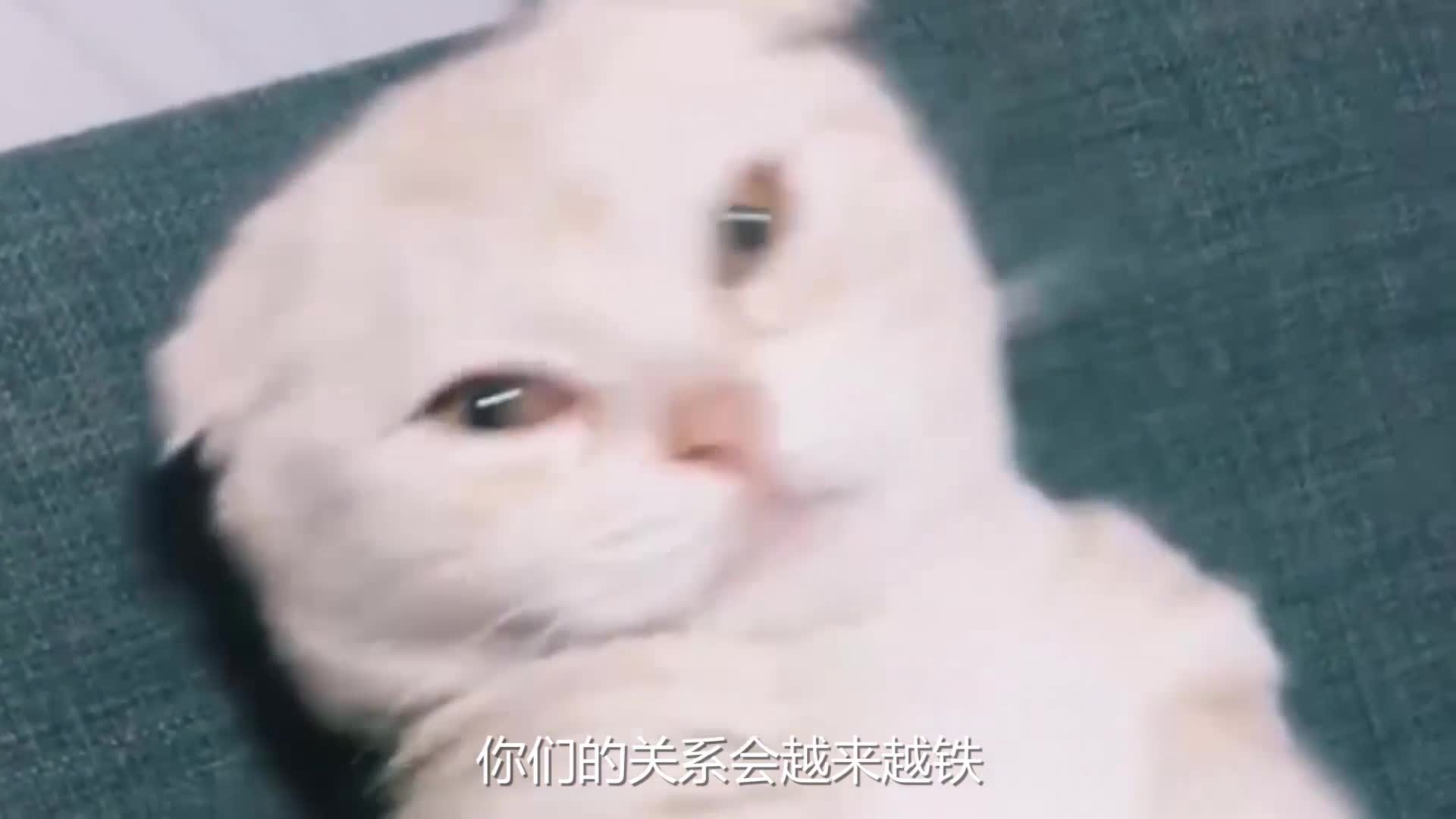 猫咪爱你的表现,你知道嘛,快来看看吧