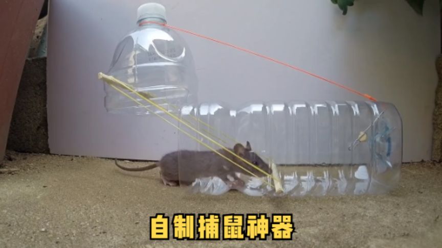 仅需一个水瓶就能自制一个简易捕鼠器,不要太好用 #创意手工