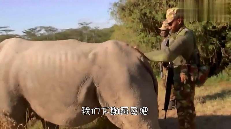 世界上的稀有动物,目前只有一只,有士兵贴身守护!