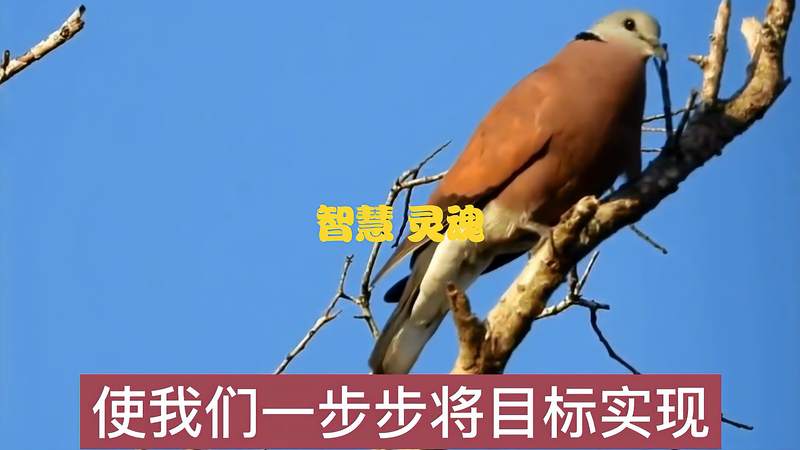 人生要有目标,要追求