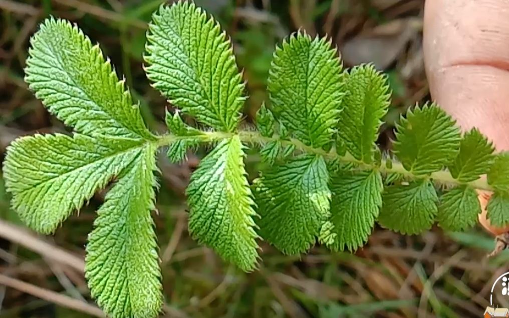 农村山里稀有植物,叶子似白草莓,浑身是宝,这些用途你了解了吗