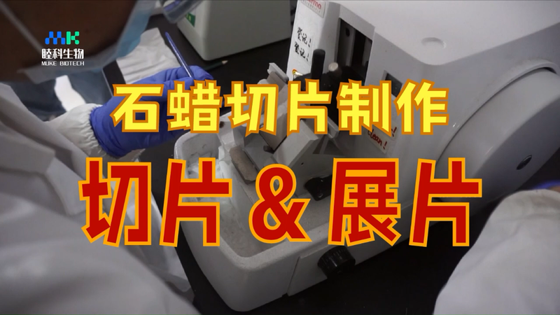 免疫组化 | 石蜡切片制作之切片与展片的具体实验步骤