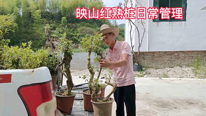 映山红熟桩日常管理,芽头太多必须要舍得摘掉一部分