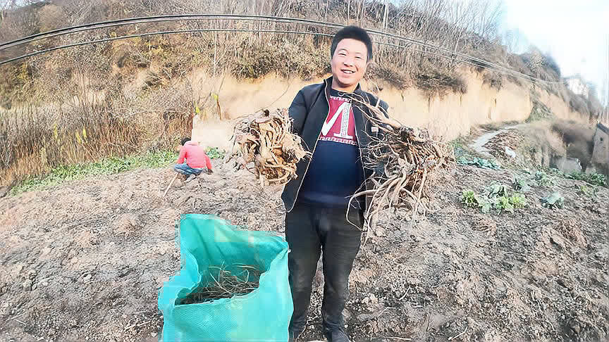 甘肃小伙种的中药材当归大丰收,越收越高兴,希望能卖个好价钱