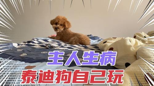 泰迪狗从小最爱玩毛茸茸的玩具,主人生病它就本人玩球球故意弄下