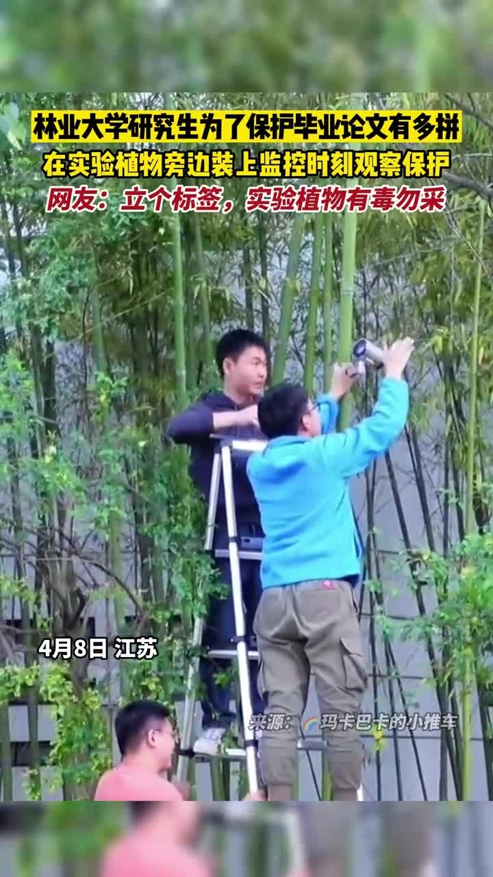 4月8日,南京。林业大学研究生为了保护毕业论文有多拼,在实验植物...