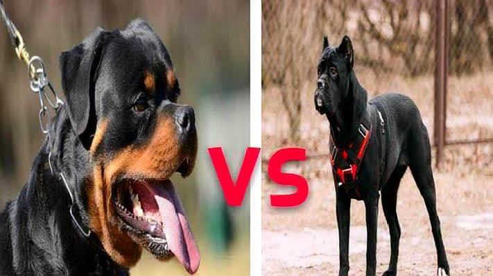 罗威纳与卡斯罗猛犬界的两位大佬,谁才是世界第一护卫犬?