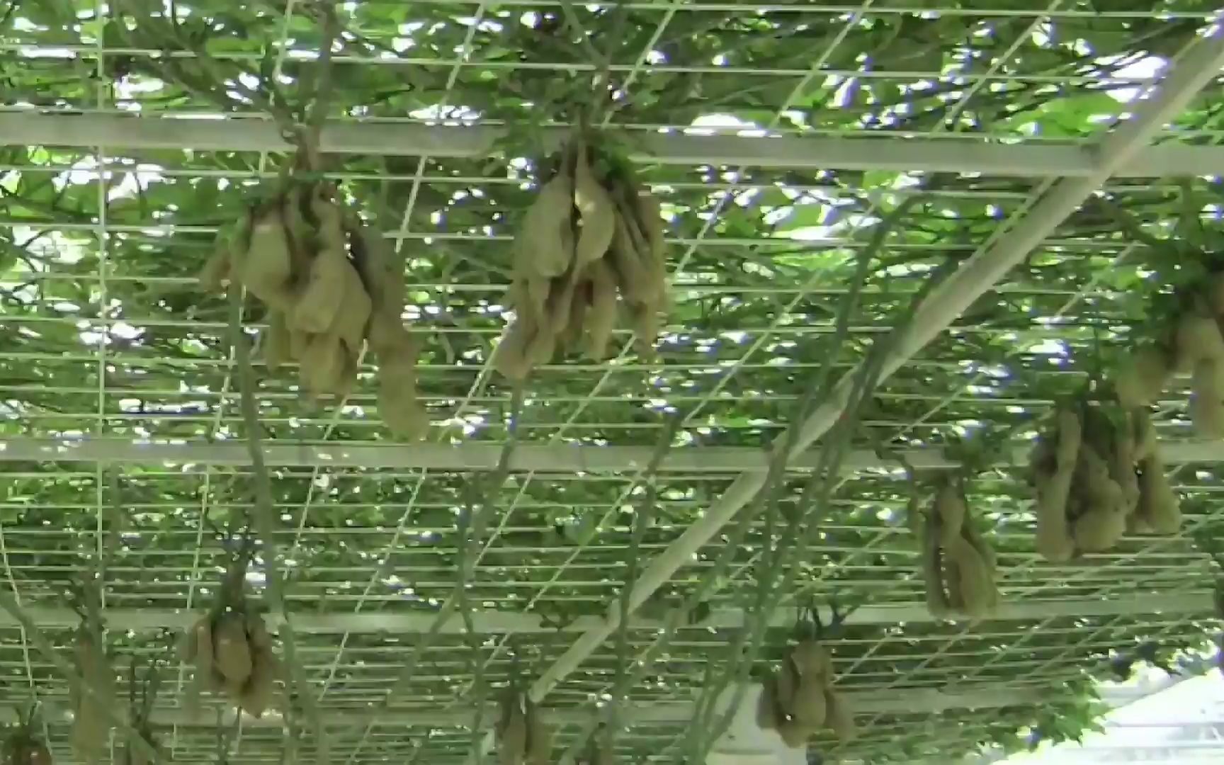 玻璃温室在现代设施农业中的应用