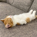 光波喵喵喵喵喵 