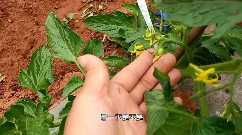 家里番茄光开花不结果,三妹儿只做了两件事,四天就看见了成果