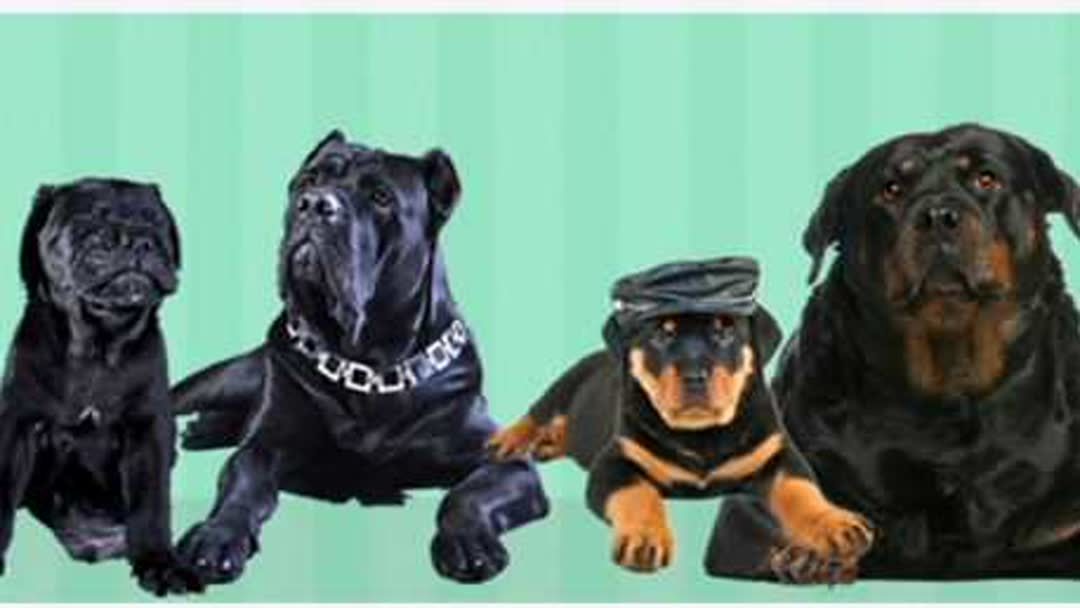 家庭护卫最佳狗选,卡斯罗与罗威纳对比