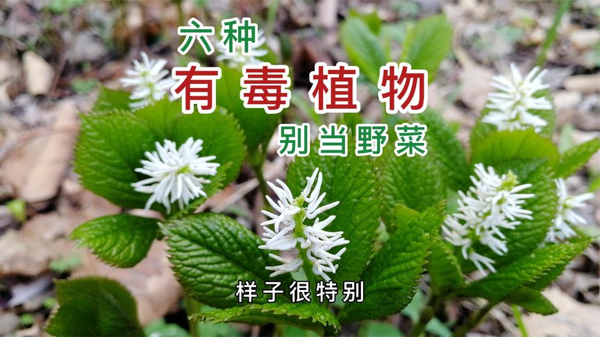 容易被误食的有毒野菜?这六种有毒植物,千万别当野菜吃