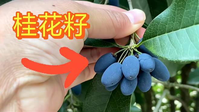 桂花籽:是一个隐藏在“农村”的天然宝物!
