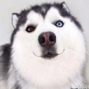焖烧哈士奇 