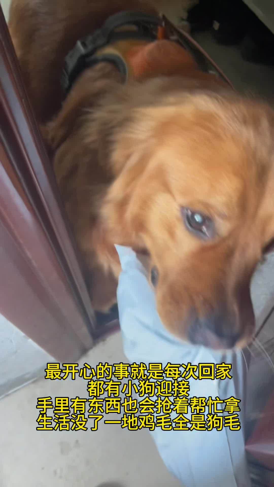 有了小狗以后生活不再是一地鸡毛#狗狗