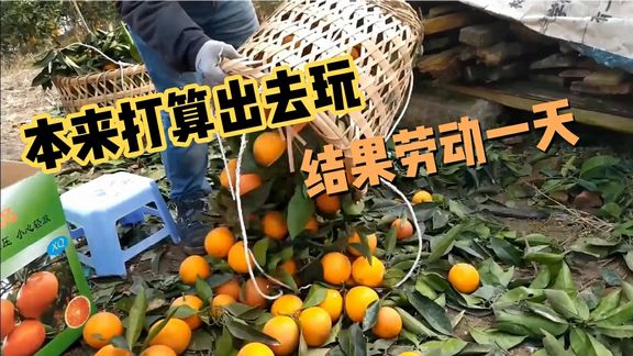 原计划出去玩,计划赶不上变化,回老家劳动一天