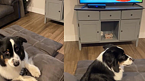 宠物狗最爱看动画片 抓住遥控器抱在怀里阻止主人换台