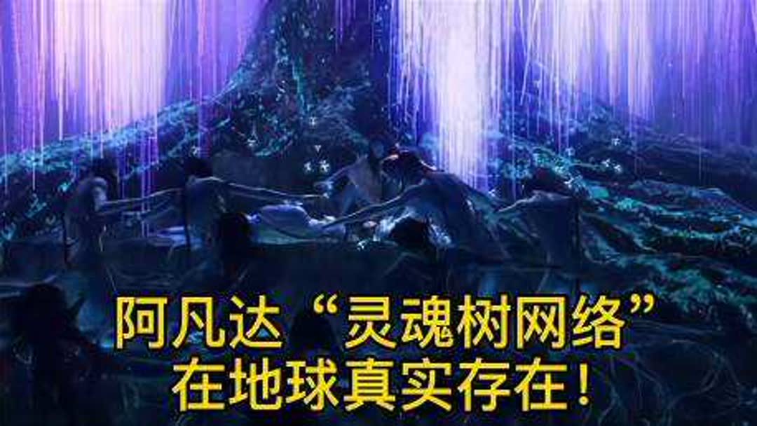 大自然的科技:《阿凡达》中的"树联网",在地球上真实存在