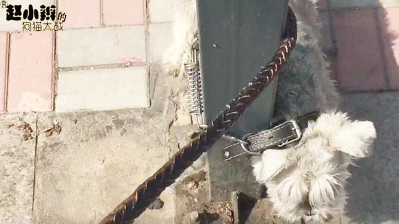 雪纳瑞屁股定位绕柱子上演钢管舞,以为自己是蛇精