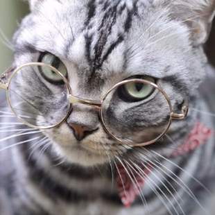 吃香菜丸子的白猫 