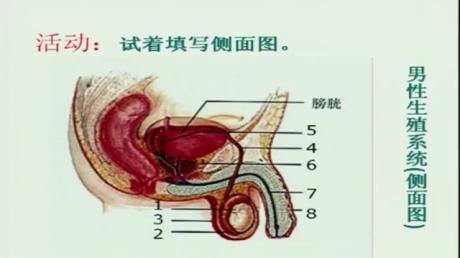 人教版七年级生物下册第二节_人的生殖-曾老师优质课视频(配课件教案)