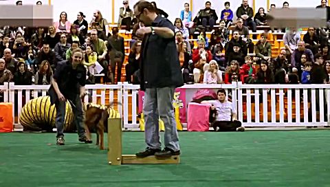 狗狗杂技表演,第6只狗狗动作最帅,第3只狗狗的姿势你绝对想不到