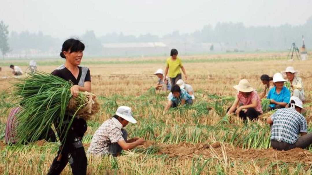 农村土地流转,钱都让谁赚去了?这些农民知道吗?