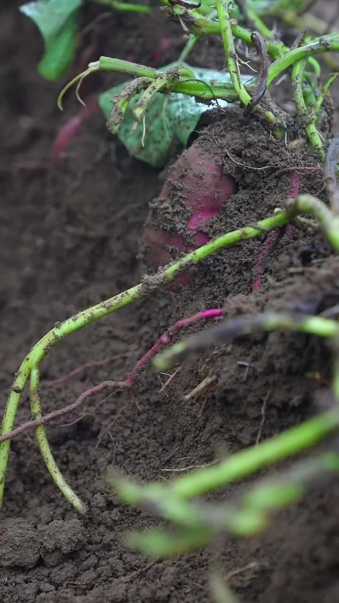 锄耙厚土刨地瓜,削皮推丝晒干煮糖水,小薯油炸外酥里绵,大薯蒸熟煎成饼
