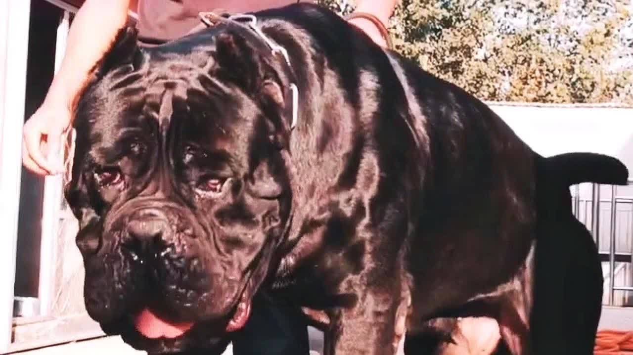 卡斯罗不愧是世界级的大型猛犬,战斗力爆表