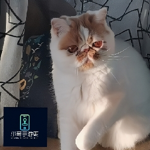小哥手游更 