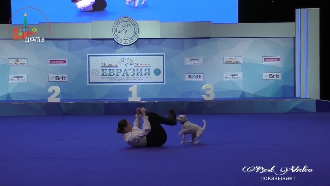 狗狗和主人的舞蹈表演,狗狗起身跳跃的瞬间太帅了!