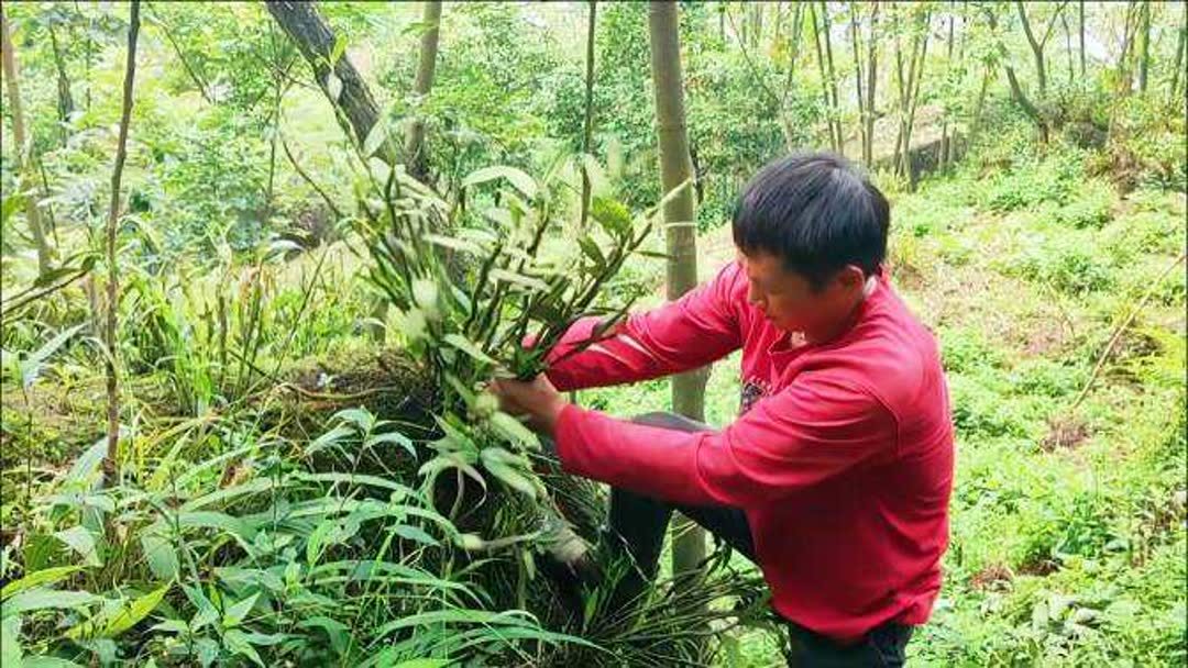 山上栽了很多中药材,金钗石斛割大颗栽小颗,白芨沙参重楼黄栀子