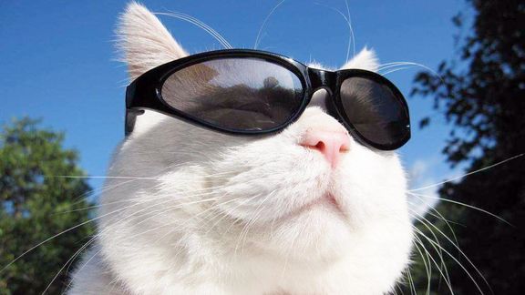 那些可爱的猫咪,感觉有的要成精了!